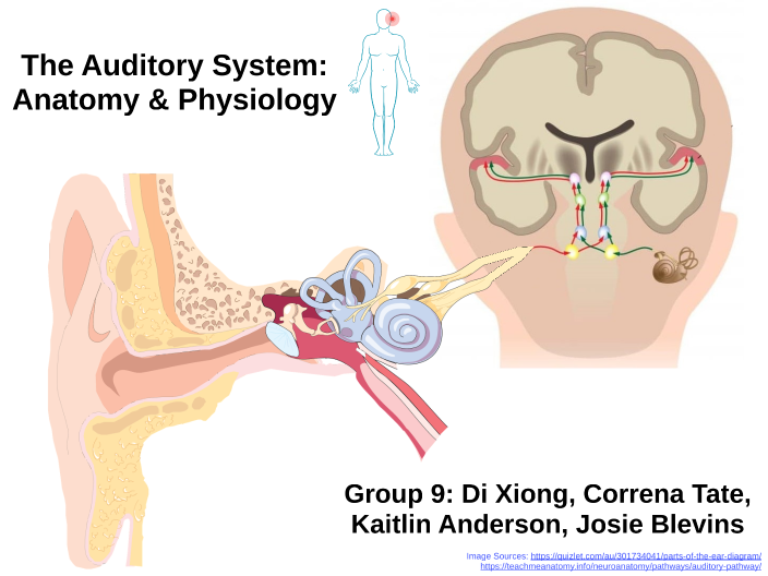 The Auditory System: Anatomy & Physiology by Correna Tate on Prezi
