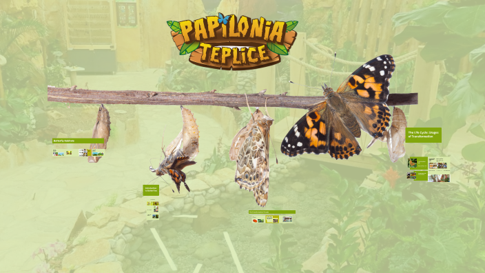 The Fascinating Life Cycle of Butterflies by oskar budaj on Prezi