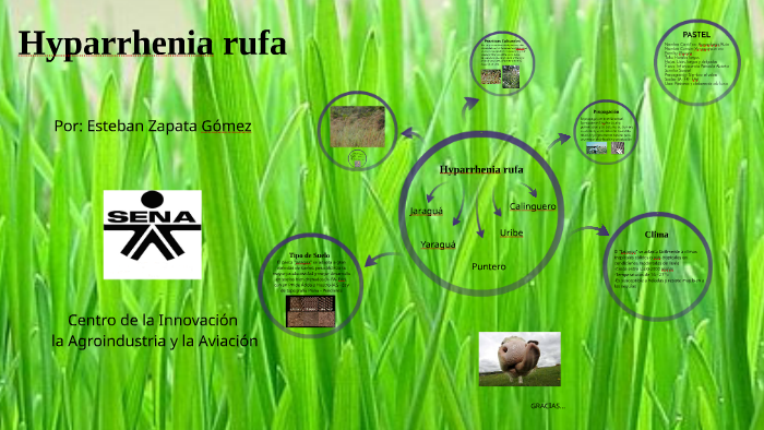 hyparrhenia rufa by esteban zapata gomez on Prezi