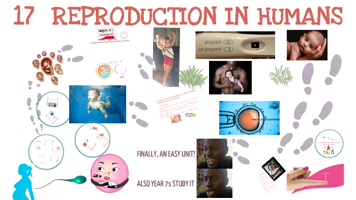 IGCSE Unit 17 HUMAN REPRODUCTION by Blanca Peris on Prezi