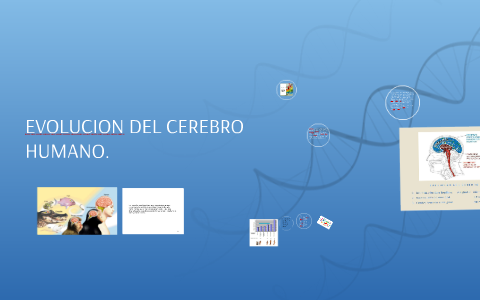 EVOLUCION DEL CEREBRO HUMANO. by roberto mateo on Prezi