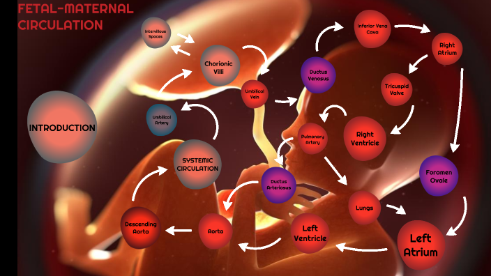 Fetal and Maternal Circulation by Marie Barquez on Prezi