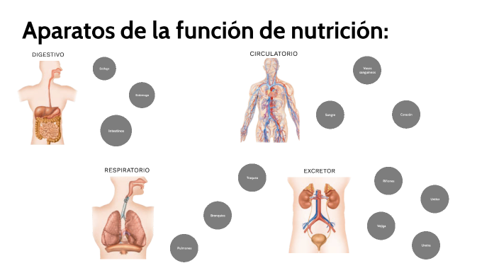 Aparatos de la función de nutrición: by Sara Casado on Prezi