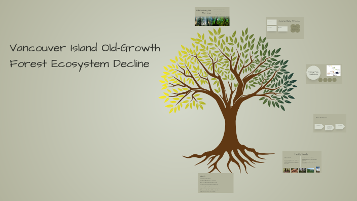 Vancouver Island Old-Growth Forest Ecosystem Decline by Arianna Webster ...