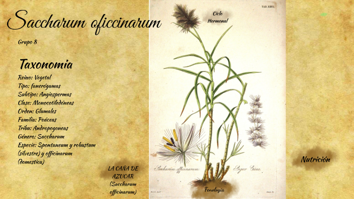 Saccharum oficcinarum by LUCIA MUÑOZ on Prezi