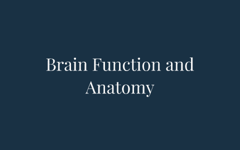 Brain: Structures and their Functions by Lance Loper on Prezi