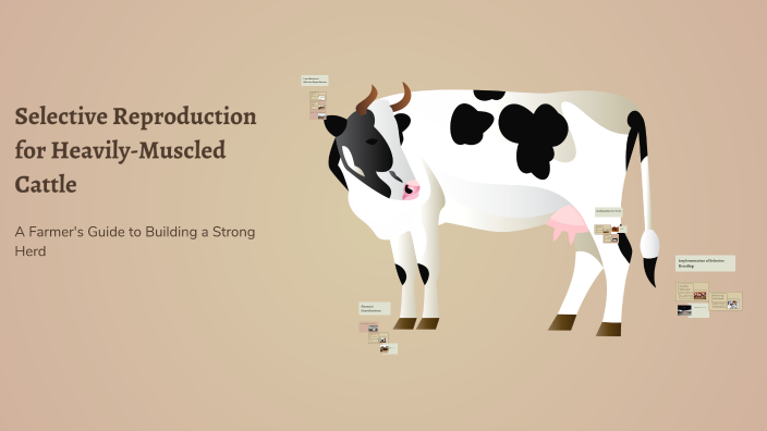 Selective Reproduction for Heavily-Muscled Cattle by Matt Taormina on Prezi