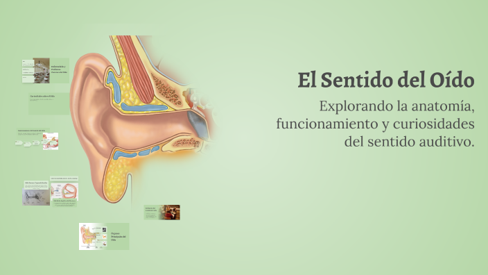 El Sentido del Oído by Caleb Camacho on Prezi