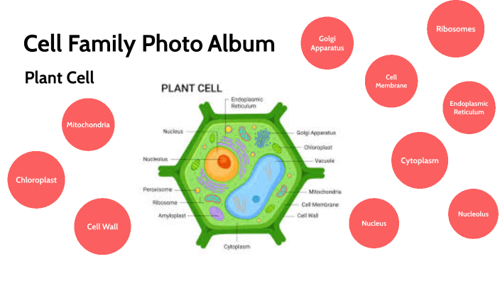 Cell Family Photo Album by srtisa mznchoi on Prezi