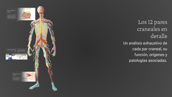 Los 12 pares craneales en detalle by alan moser on Prezi