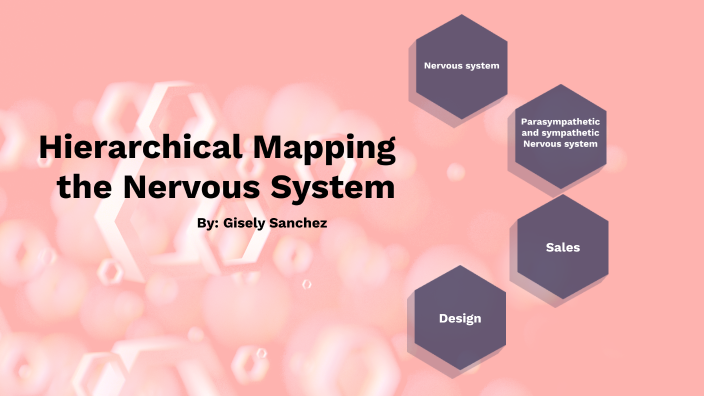 Hierarchical Mapping the Nervous System by GISELY SANCHEZ on Prezi