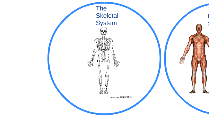 Skeletal, Muscular, and Nervous System by Caley Crawford on Prezi
