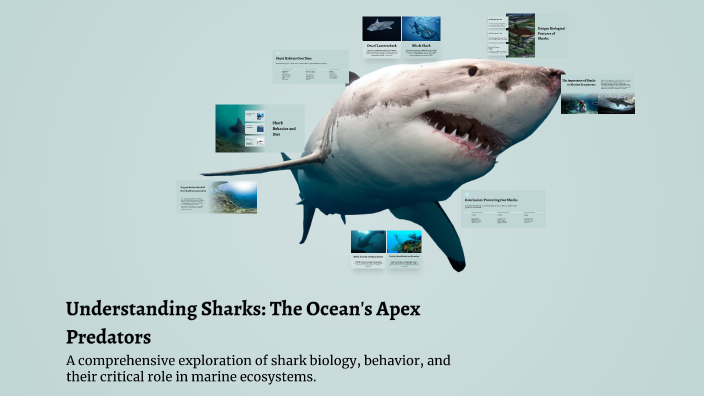 Understanding Sharks: The Ocean's Apex Predators by jayme scholte on Prezi
