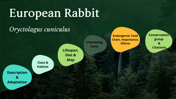 APES European Rabbit by Zara Syed on Prezi