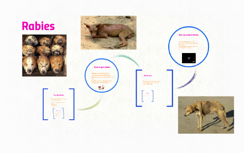 Rabies by Tyler Wolfe on Prezi