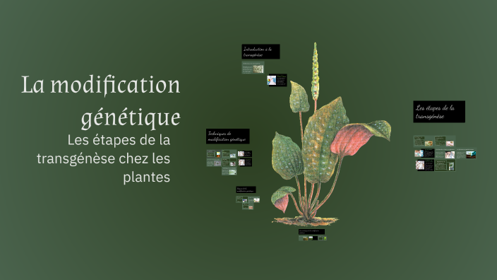 La modification génétique by Romaissae Asad on Prezi