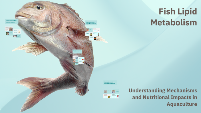Fish Lipid Metabolism by fatemeh fadakar on Prezi