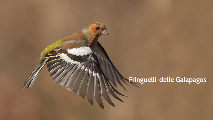 Fringuelli delle Galapagos by BALISTROCCHI LUCA on Prezi
