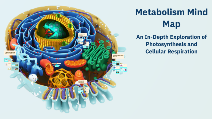 Metabolism Mind Map by Zazie Koch on Prezi
