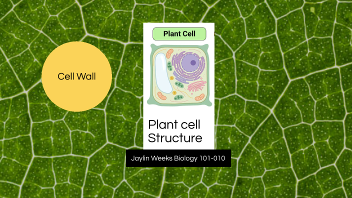 Plant cell Structure by Jaylin Weeks on Prezi