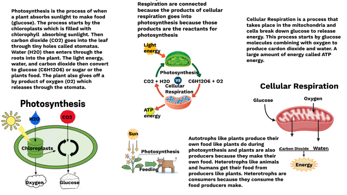 Photosynthesis and Cellular Respiration Project by Kate Baker on Prezi