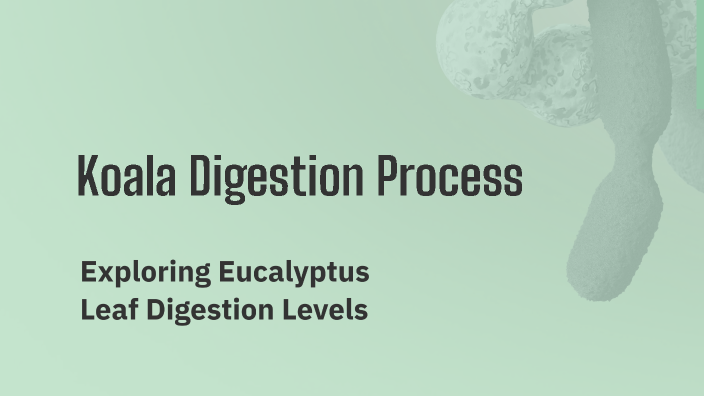 Koala Digestion Process by Natalia Lagana on Prezi