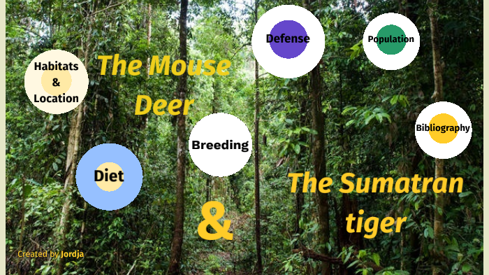 The Mouse deer and the Sumatran tiger by Jordja Hamilton on Prezi