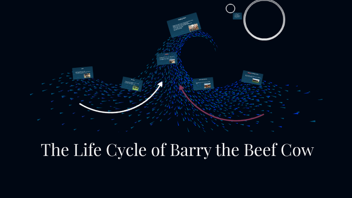 The Life Cycle of Barry the Beef Cow by Kevosky Aikens on Prezi