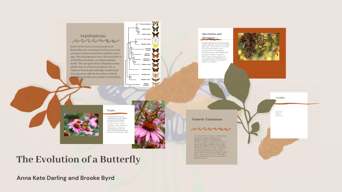 The Evolution of a Butterfly by anna kate darling on Prezi