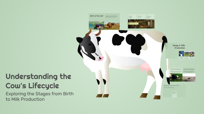 Understanding the Cow's Lifecycle by DGC Team on Prezi