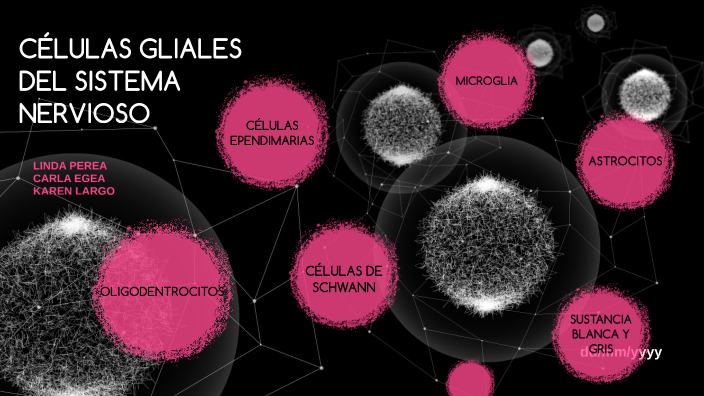 celulas gliales by linda perea