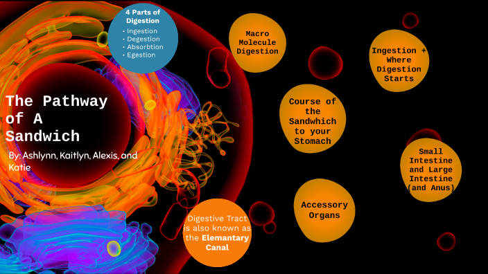 pathway of a sandwich by Katie Kuntz on Prezi