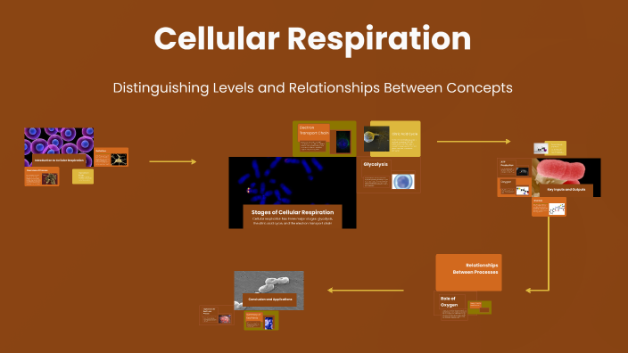 Concept Maps of Cellular Respiration by Asia Robinson on Prezi