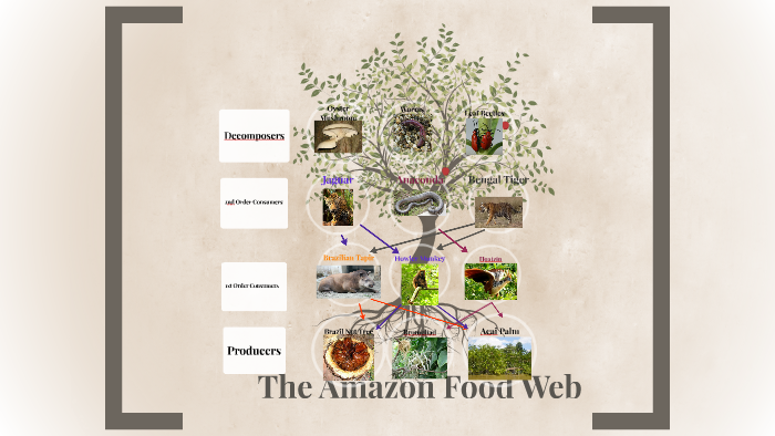 The Amazon Food Web by Daniel Nguyen on Prezi