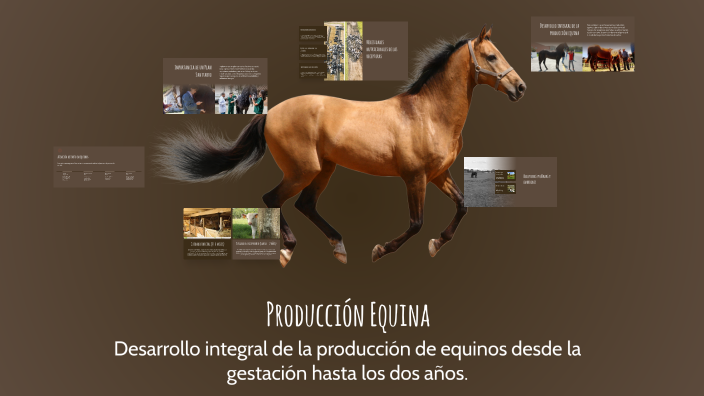 Producción Equina by Lara Alcoba on Prezi