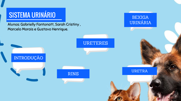 Sistema Urinário by Gabrielly Fantonatt on Prezi