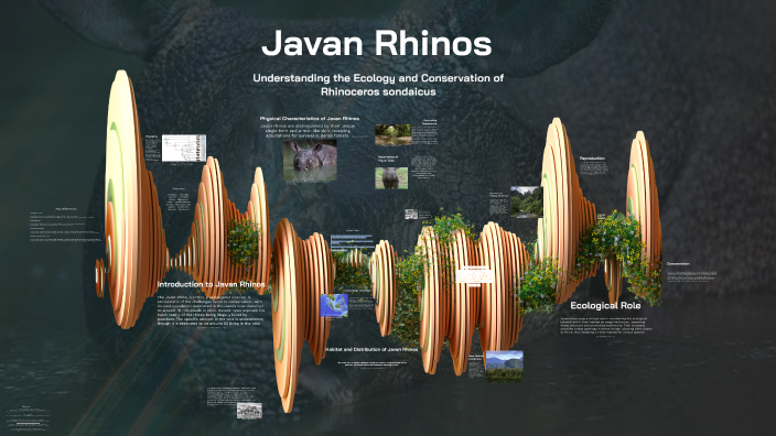 Presentation on Javan Rhinos by Stephen Chisam on Prezi