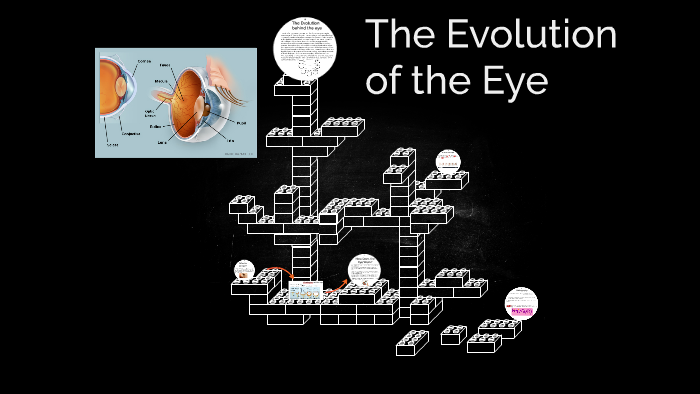 The Evolution of the Eye by Michael Binsfeld