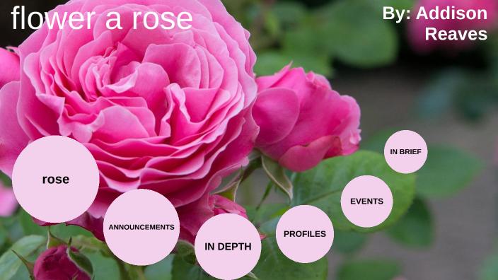 Flower by Addison Reaves on Prezi