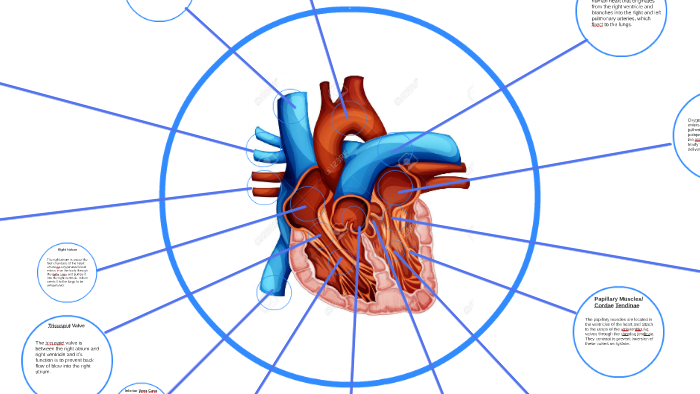 Cardiovascular Flow Chart by Victor Marczyk on Prezi