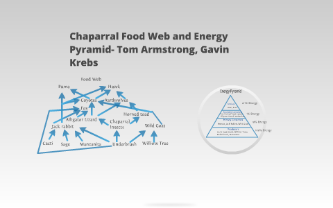 Chaparral Food Web and Energy Pyramid- Tom Armstrong, Gavin by T A on Prezi