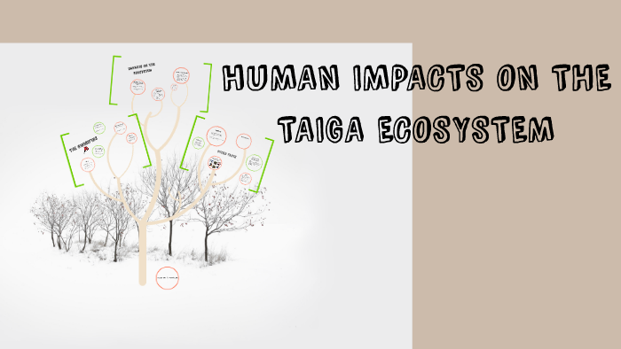 huMAN IMPACTS ON THE TAIGA ECOSYSTEM by Ashley Henry on Prezi