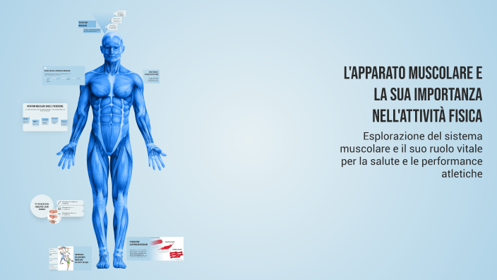 L'Apparato Muscolare e la Sua Importanza nell'Attività Fisica by franco ...