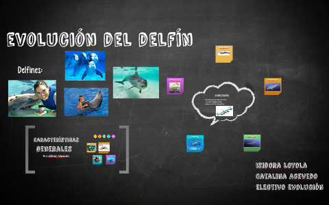evolución del delfín by on Prezi