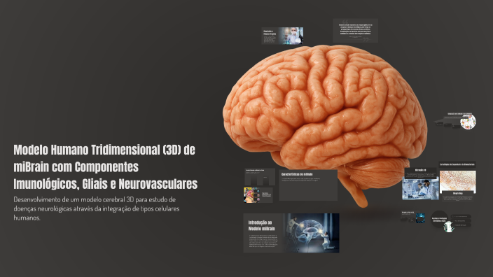 Modelo Humano Tridimensional (3D) de miBrain com Componentes ...