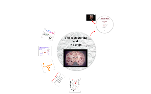 Fetal Testosterone and The Brain! by Jay Schwartz on Prezi