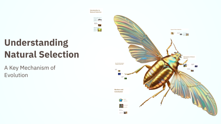Understanding Natural Selection by Sira Cam on Prezi