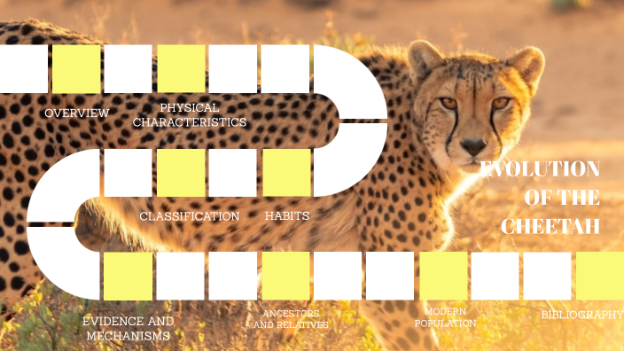 Evolution Of Cheetahs - Zara Shiell by Zara Shiell on Prezi