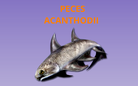 ACANTHODII by Jenniffer Murillo Suárez on Prezi