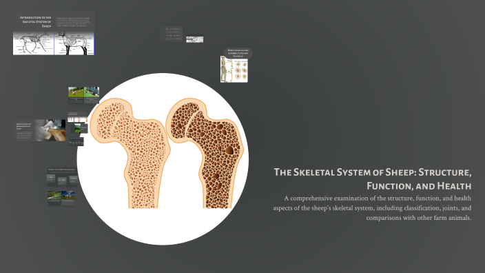 The Skeletal System of Sheep: Structure, Function, and Health by Alyvia ...